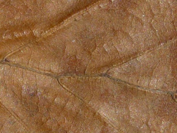 texture 0067 - Texturelib